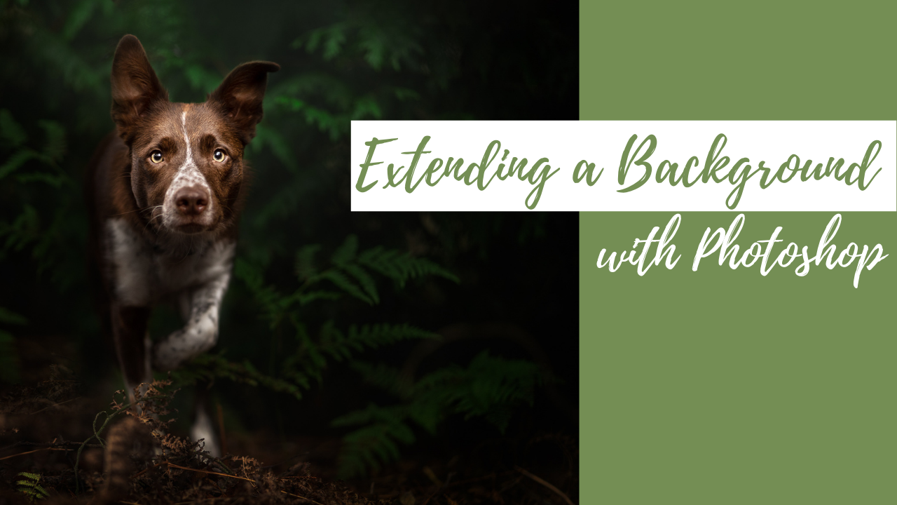 How to Make More Background for your Pet Photos – Emily Abrahams ...